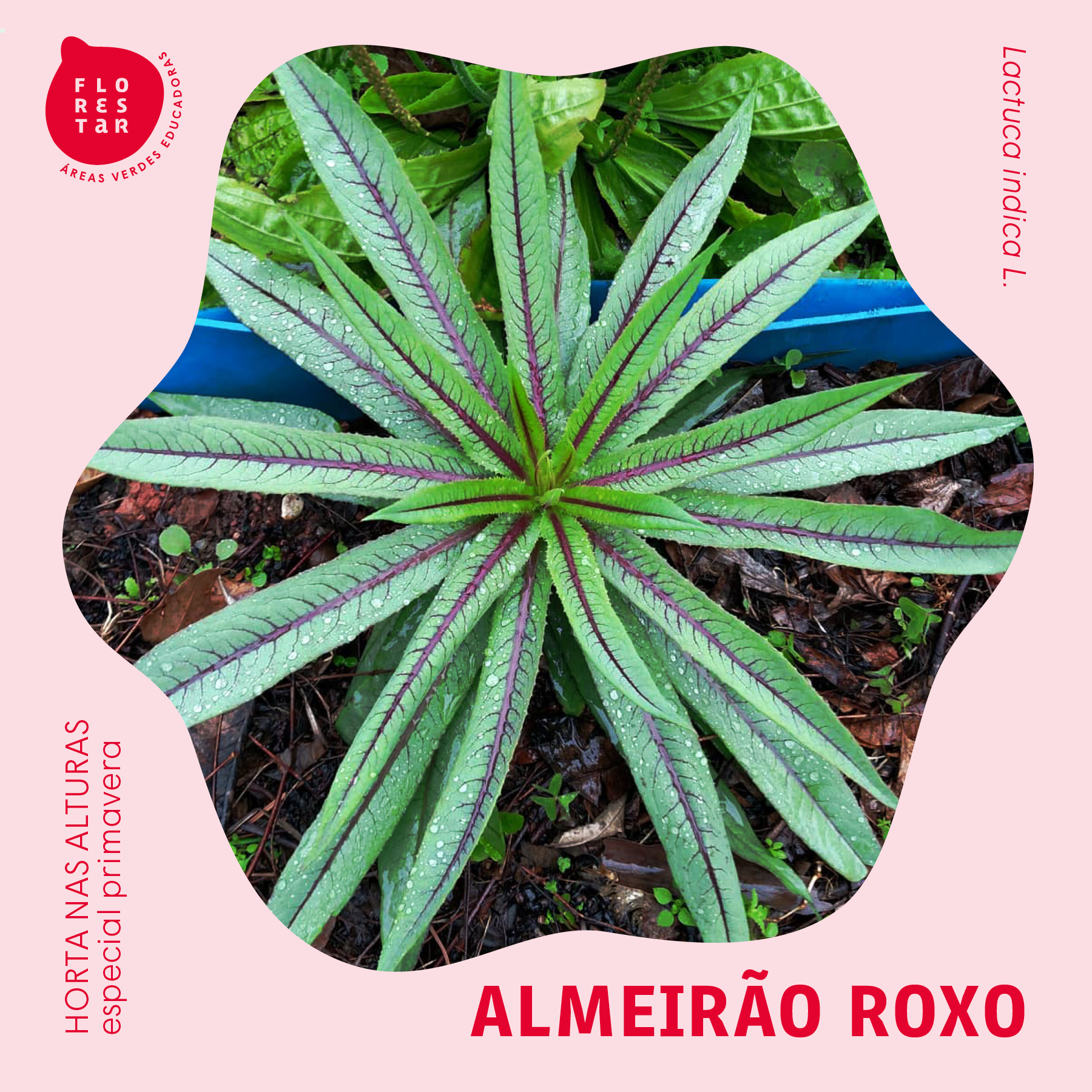 Chegou a estação mais florida do ano, e, com ela o Especial Horta nas ...