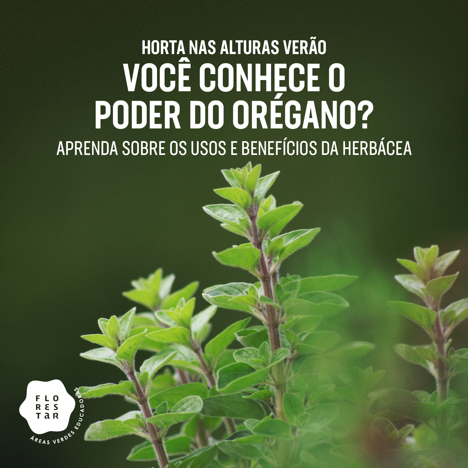 A estação mais quente do ano chegou e com ela o Horta nas Alturas Verão ...