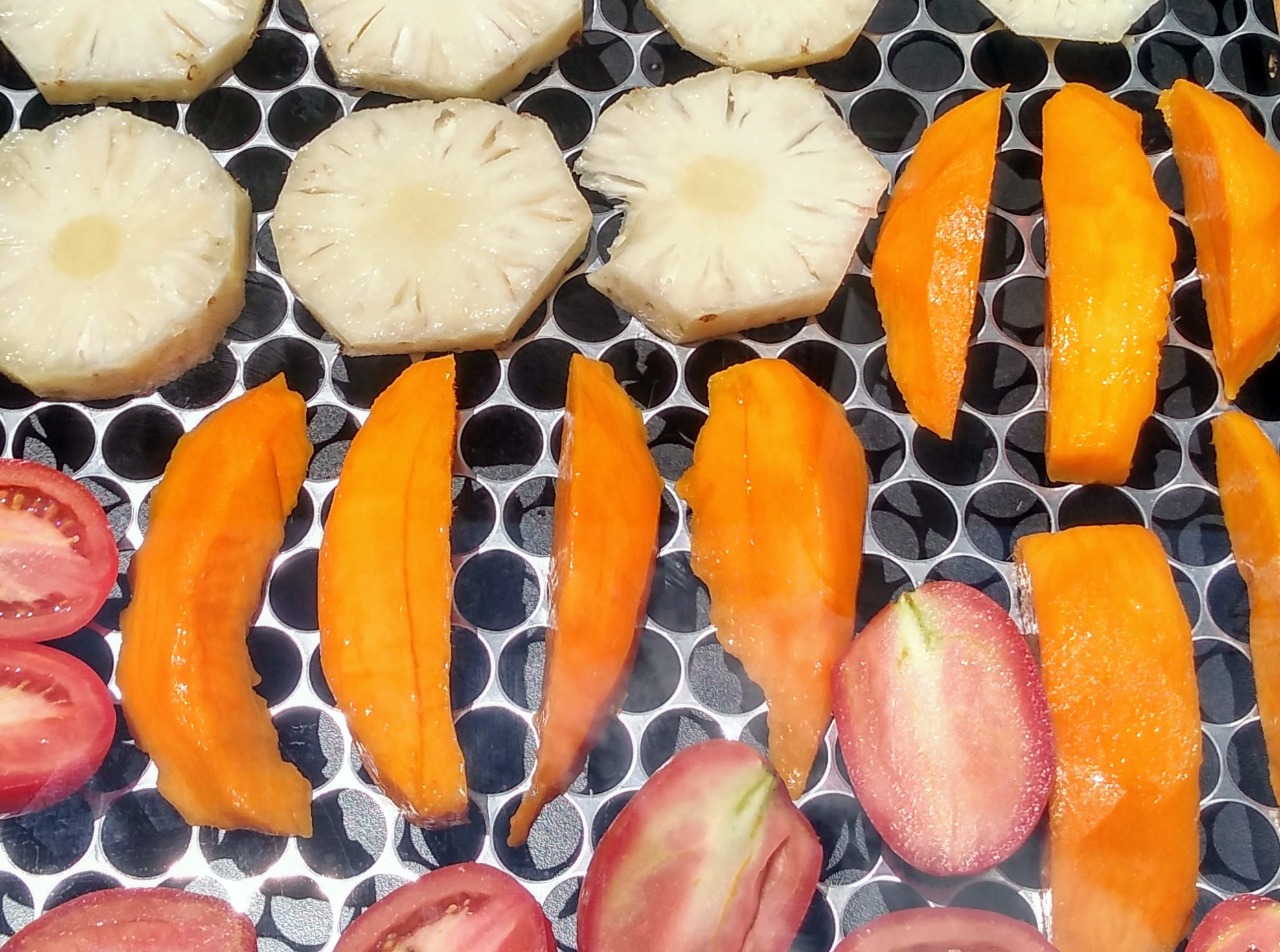 Desidratador solar de alimentos - Sesc São Paulo : Sesc São Paulo