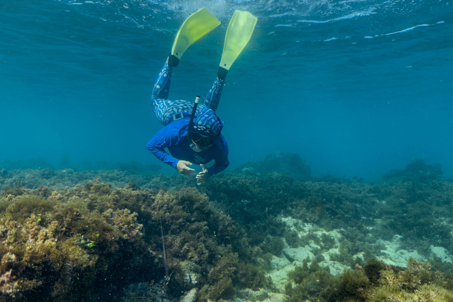 A maior guarda-parque do mundo e seu amor por Abrolhos - Sesc São Paulo ...