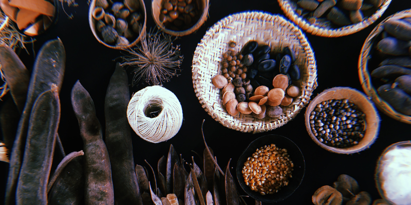 Brinquedos e seres vegetais - Sesc São Paulo : Sesc São Paulo